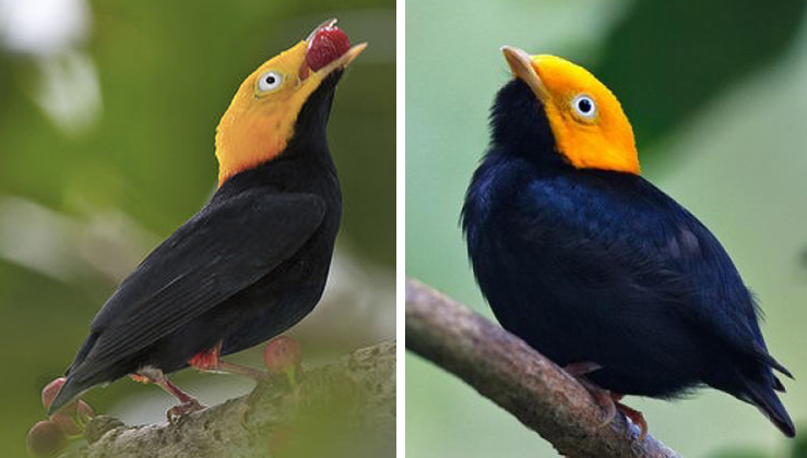 Scientists Discover First Known Hybrid Bird Species In The Amazon ... Scientists Discover First Known Hybrid Bird Species In The Amazon ...
