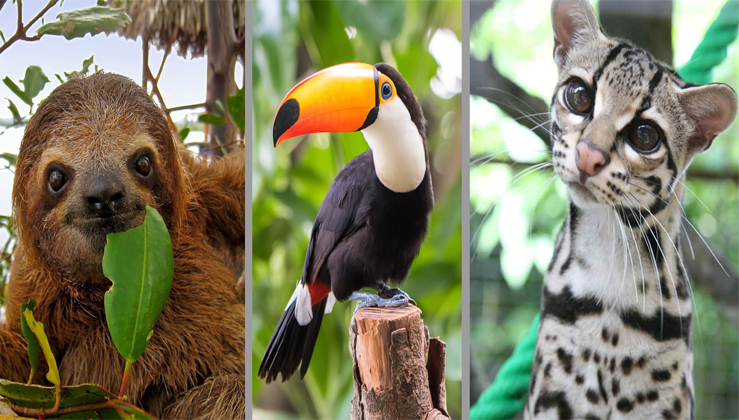 Columbia Latin America Animals